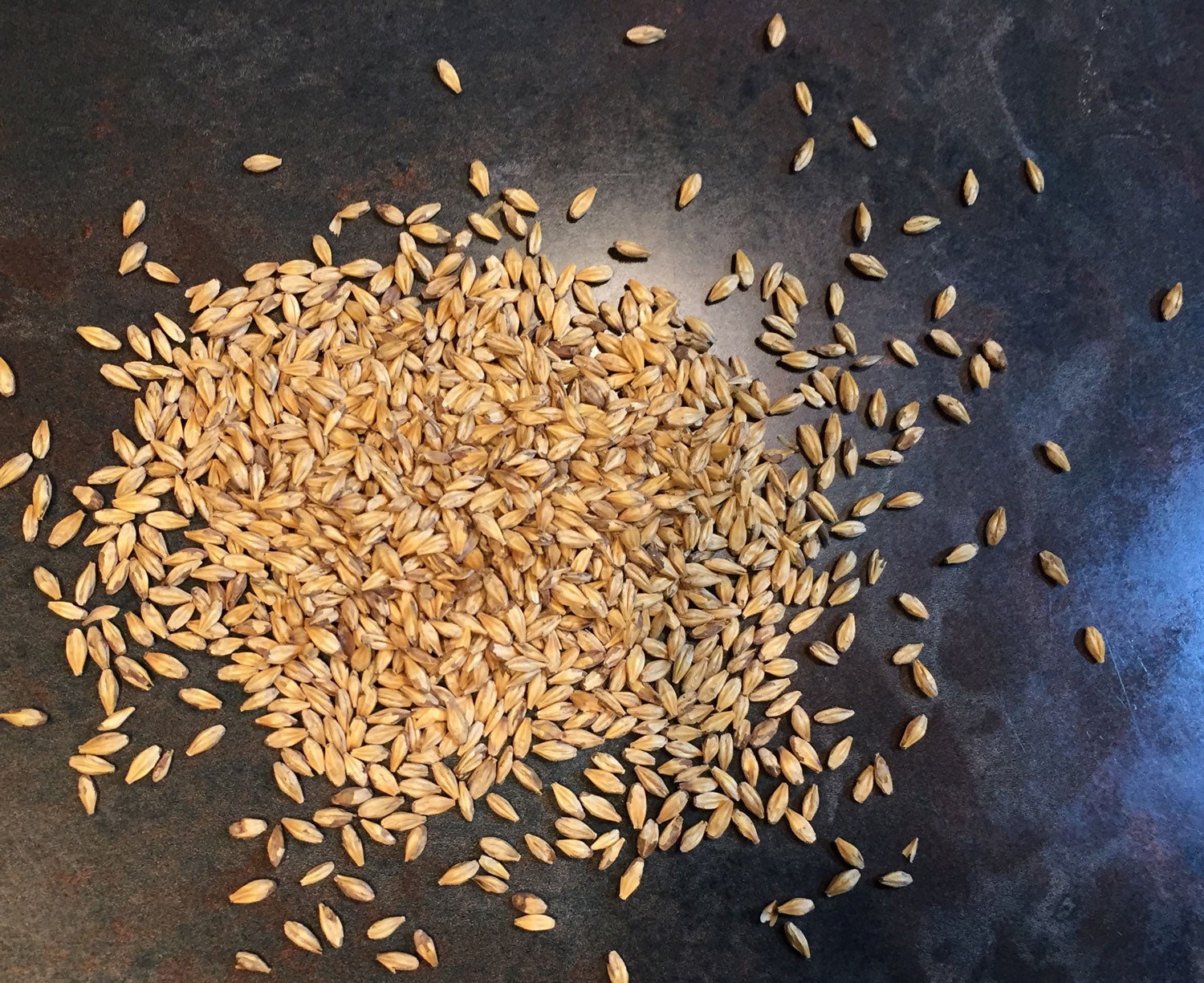 Carapils® Malt at Salem Brew Supply | Salem, Oregon | Salem Brew Supply ...